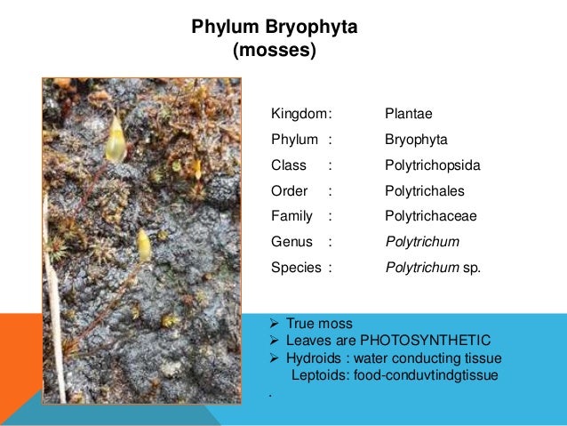 Bryophyte