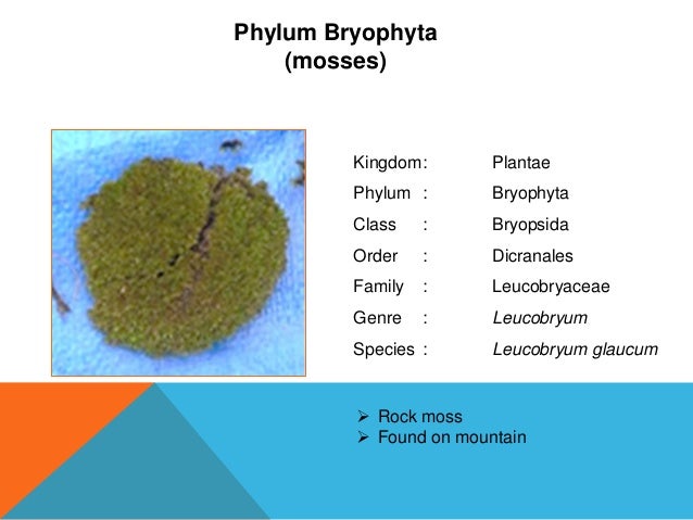 Bryophyte