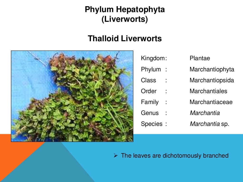 Phylum Bryophyta Introduction To Bryophytes Phylum Bryophyta (mosses)