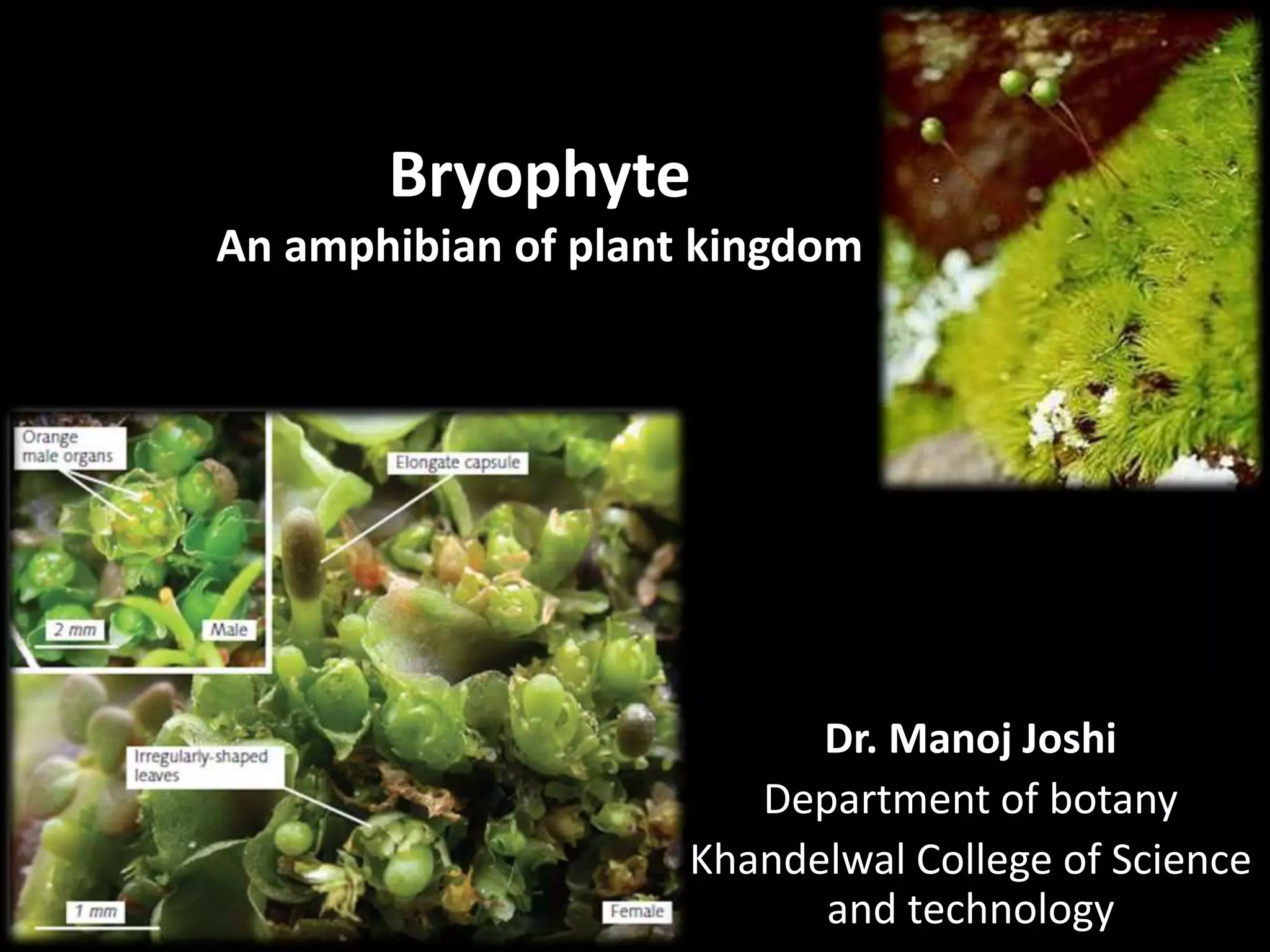 Bryophyte | PPTX