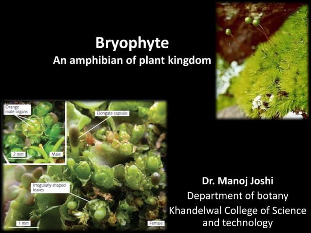 Bryophyte | PPTX