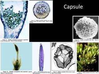 Bryophyte | PPTX
