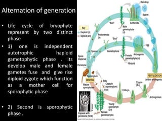 Bryophyte | PPTX