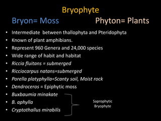 Bryophyte | PPTX