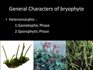 Bryophyte | PPTX