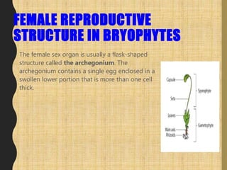 BRYOPHYTE | PPT