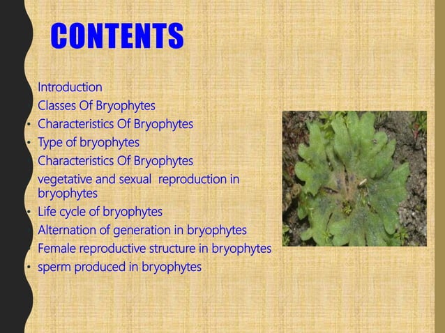 BRYOPHYTE | PPT