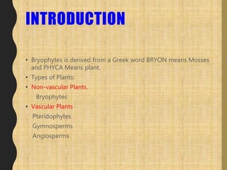 BRYOPHYTE | PPT
