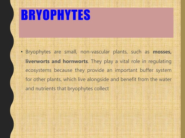 BRYOPHYTE | PPT