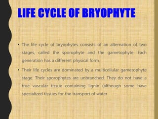 BRYOPHYTE | PPTX