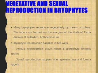BRYOPHYTE | PPTX