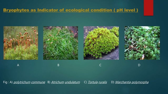Bryophyte as pollution indicaor | PPT