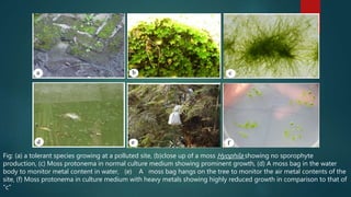 Bryophyte as pollution indicaor | PPTX