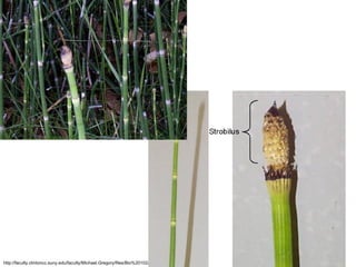 Bryophyte,Cryptogams,Gymno | PPT