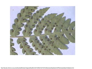 Bryophyte,Cryptogams,Gymno | PPT