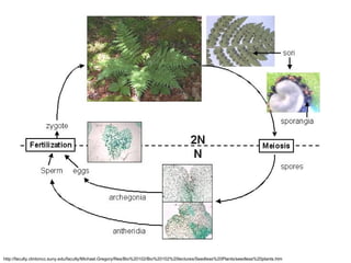 Bryophyte,Cryptogams,Gymno | PPT