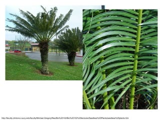 Bryophyte,Cryptogams,Gymno | PPT