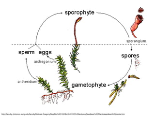 Bryophyte,Cryptogams,Gymno | PPT