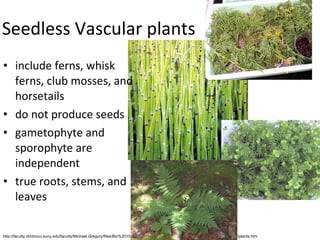 Bryophyte,Cryptogams,Gymno | PPT