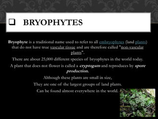 Bryophyte presentation | PPTX