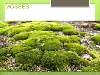 BRYOPHYTE PRESENTATIONFinal... ...pptx
