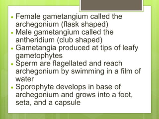 BRYOPHYTE PRESENTATIONFinal... ...pptx