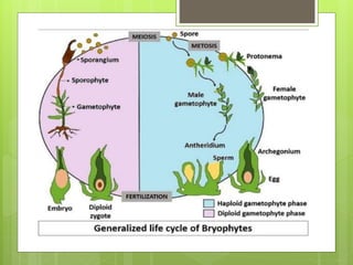 BRYOPHYTE PRESENTATIONFinal... ...pptx