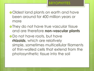 Bryophytes | PPTX