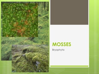Bryophytes | PPTX