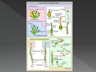 Bryophytes( Non- Vascular Plants) | PPTX