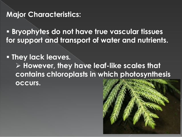 Nonvascular Plants Characteristics