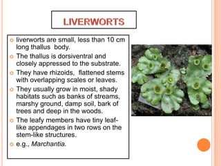 Bryophytes :Amphibians of Plant Kingdom | PPTX