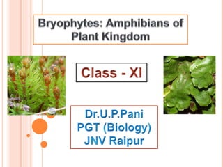 Examples Of Bryophytes Plants