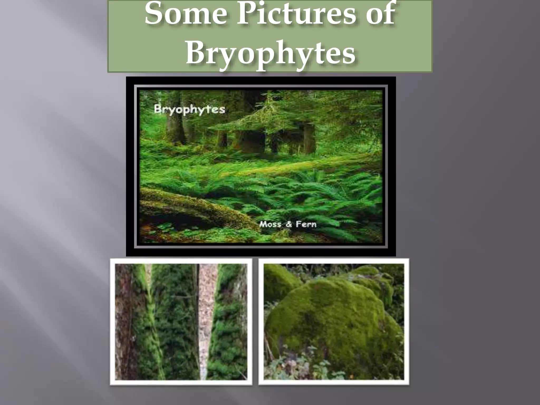 Bryophytes | PPTX