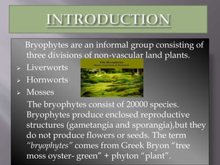 Bryophytes | PPTX