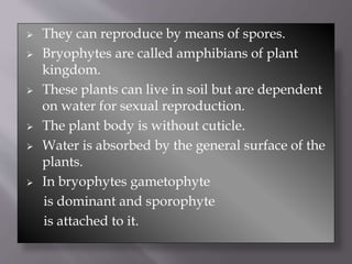 Bryophytes | PPTX