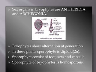 Bryophytes | PPTX