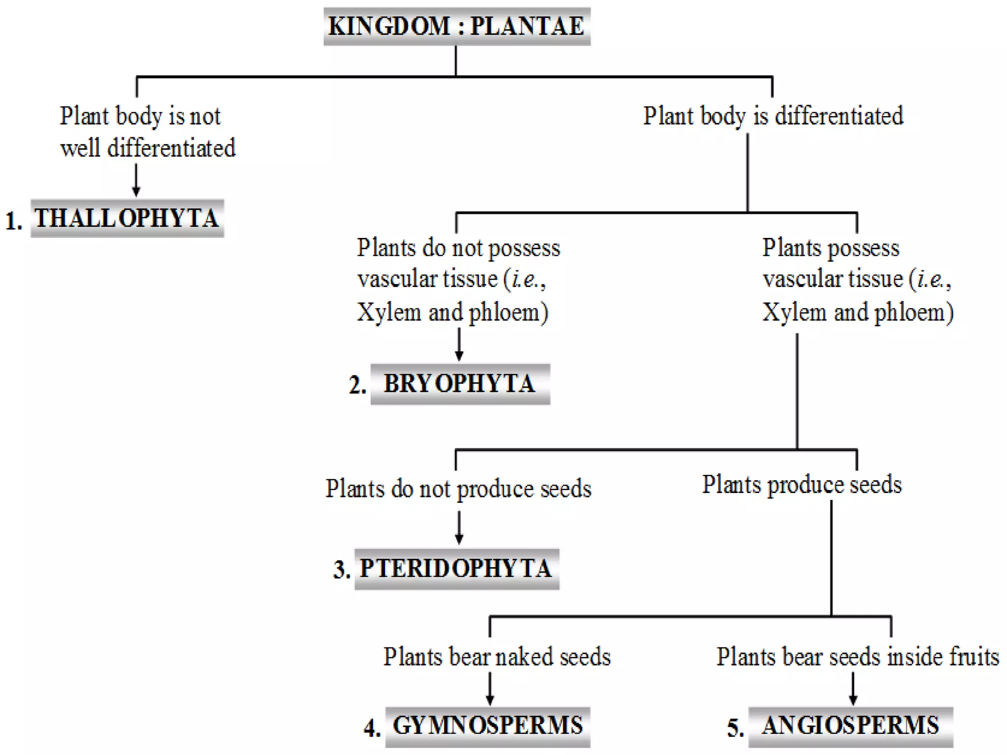 Bryophytes | PPTX