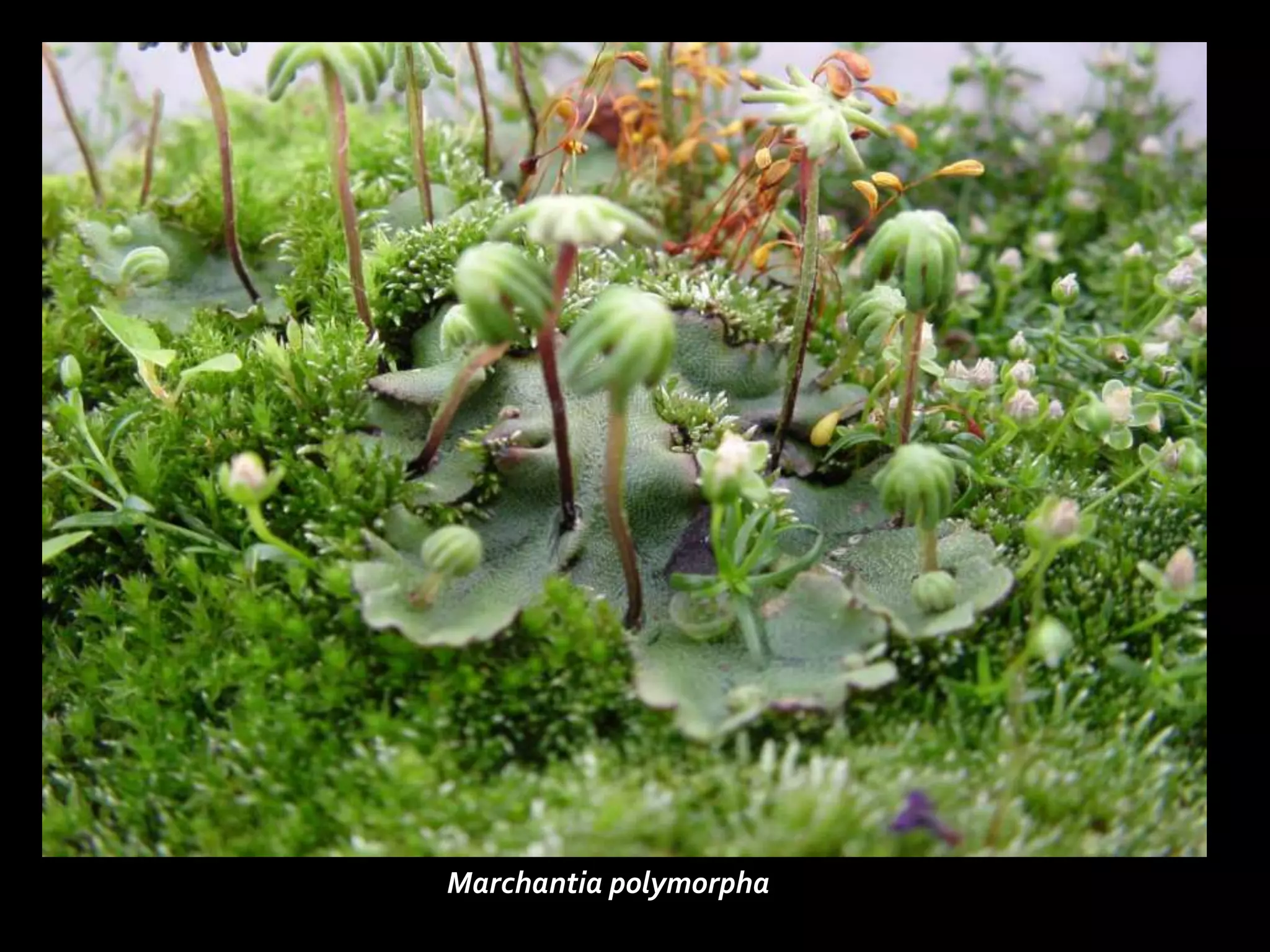 Bryophytes | PPTX