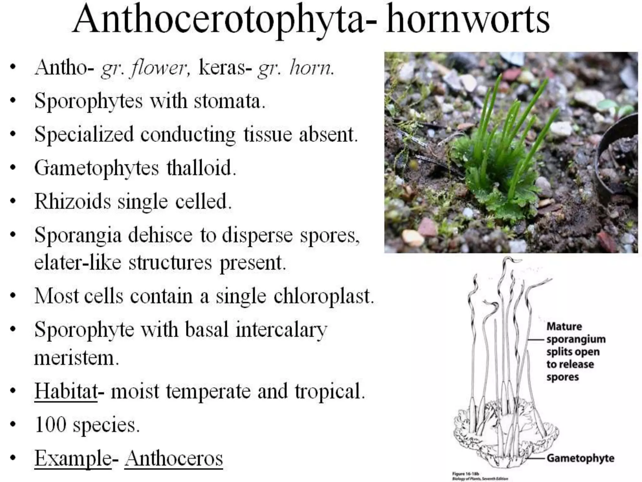 Bryophytes | PPTX