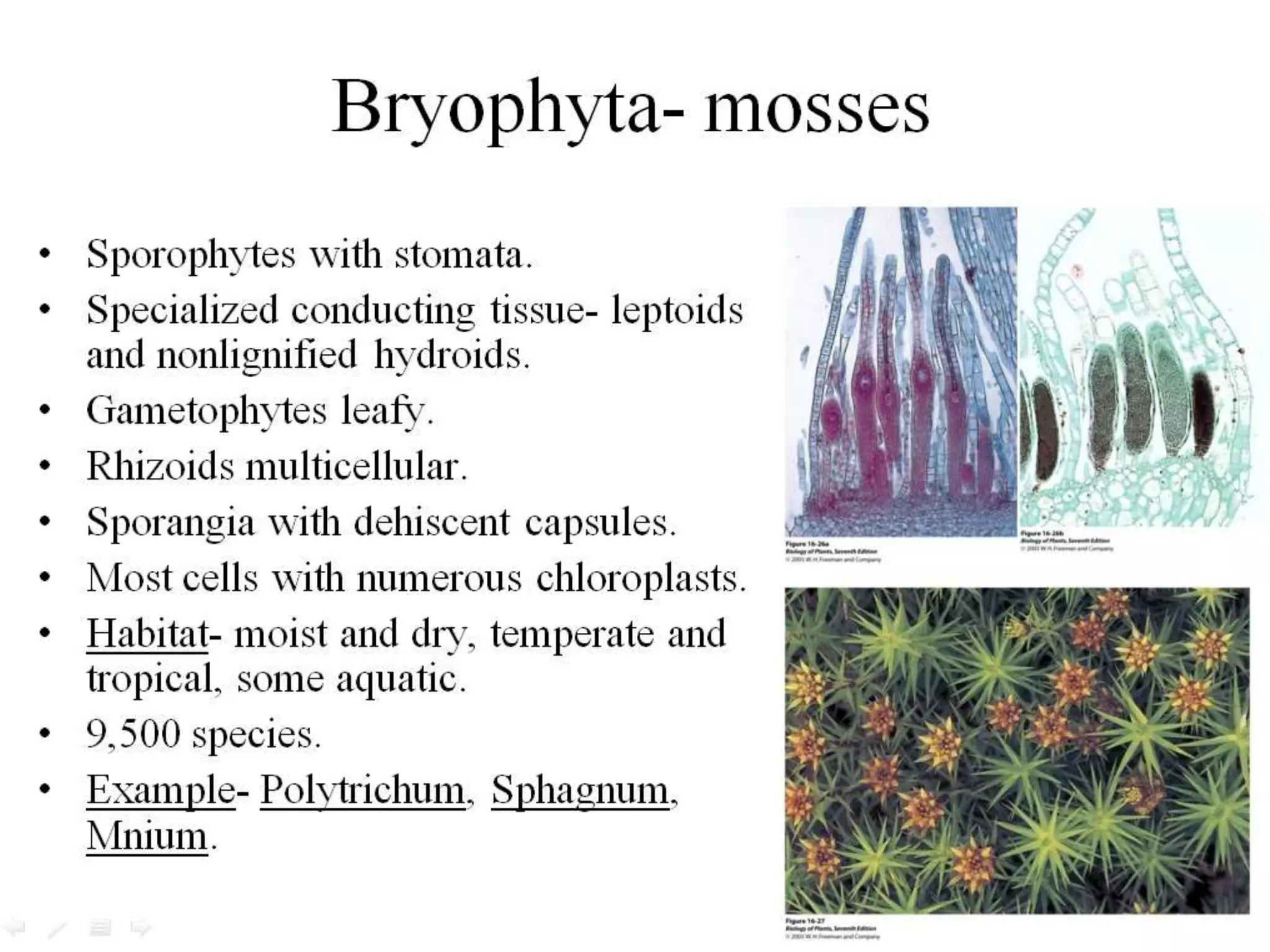 Bryophytes | PPTX