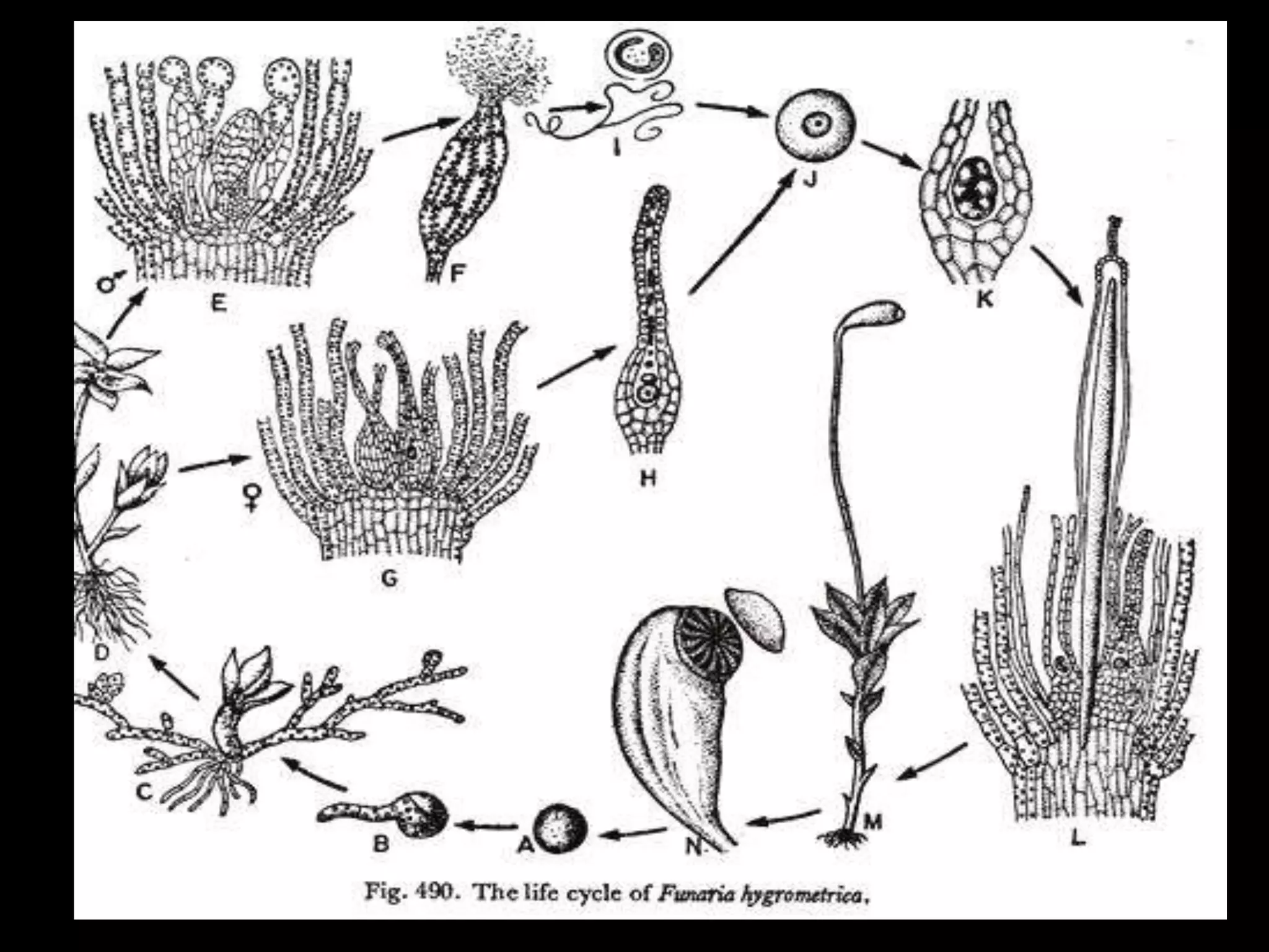 Bryophytes | PPTX