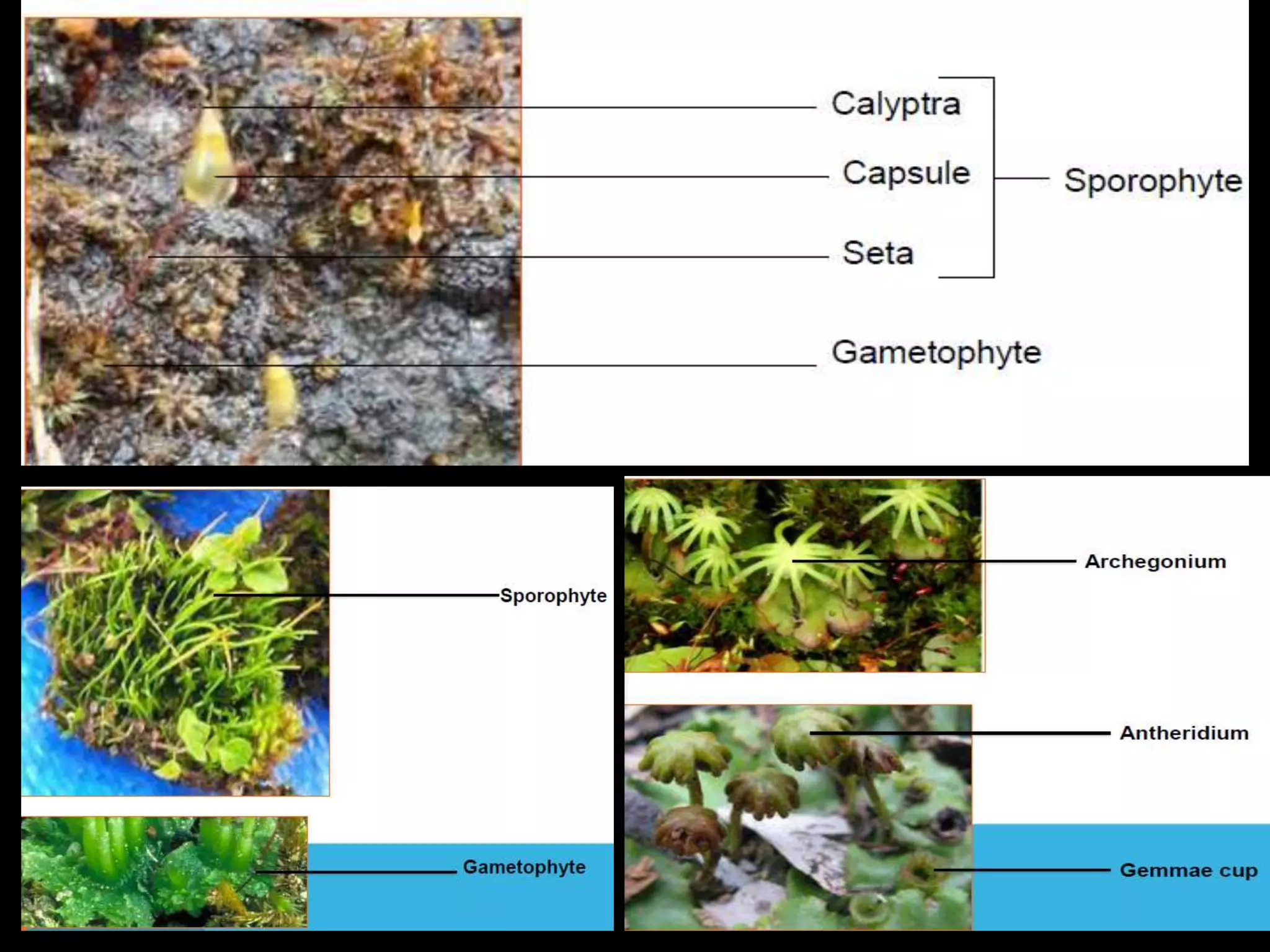 Bryophytes | PPTX