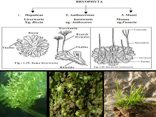 Bryophytes | PPTX