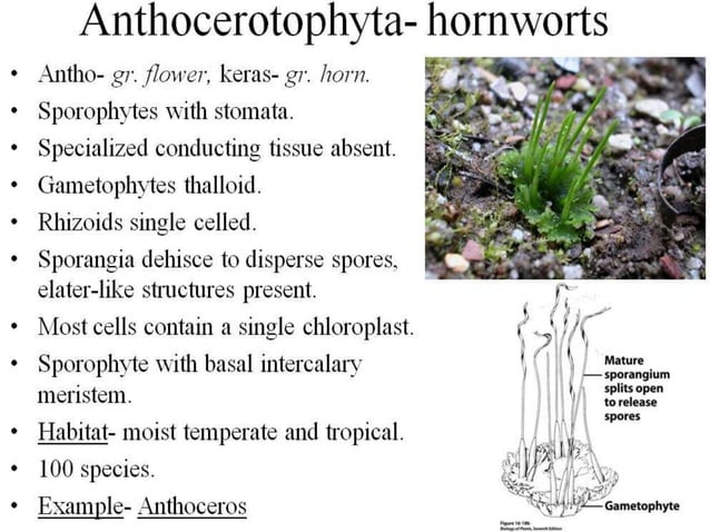 Bryophytes | PPTX