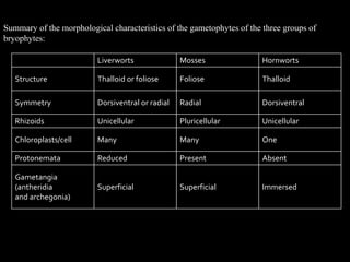 Bryophytes | PPTX