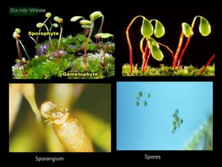 Bryophytes | PPTX