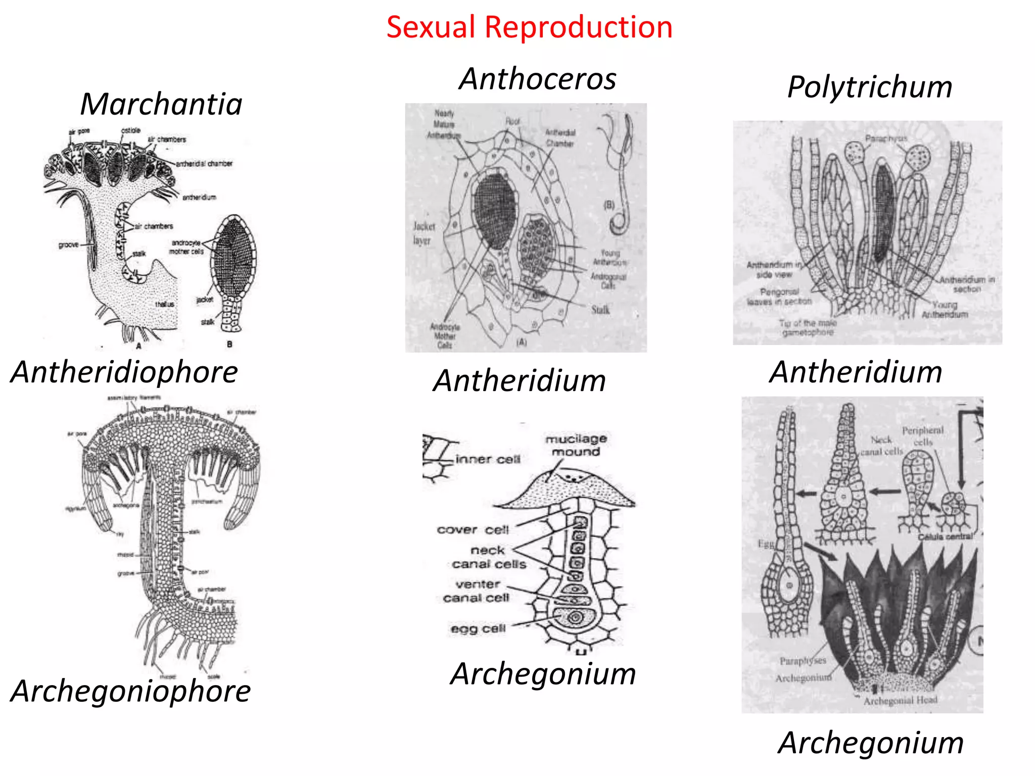 Marchantiales, Anthocerales and Polytrichales : A comparision | PPTX