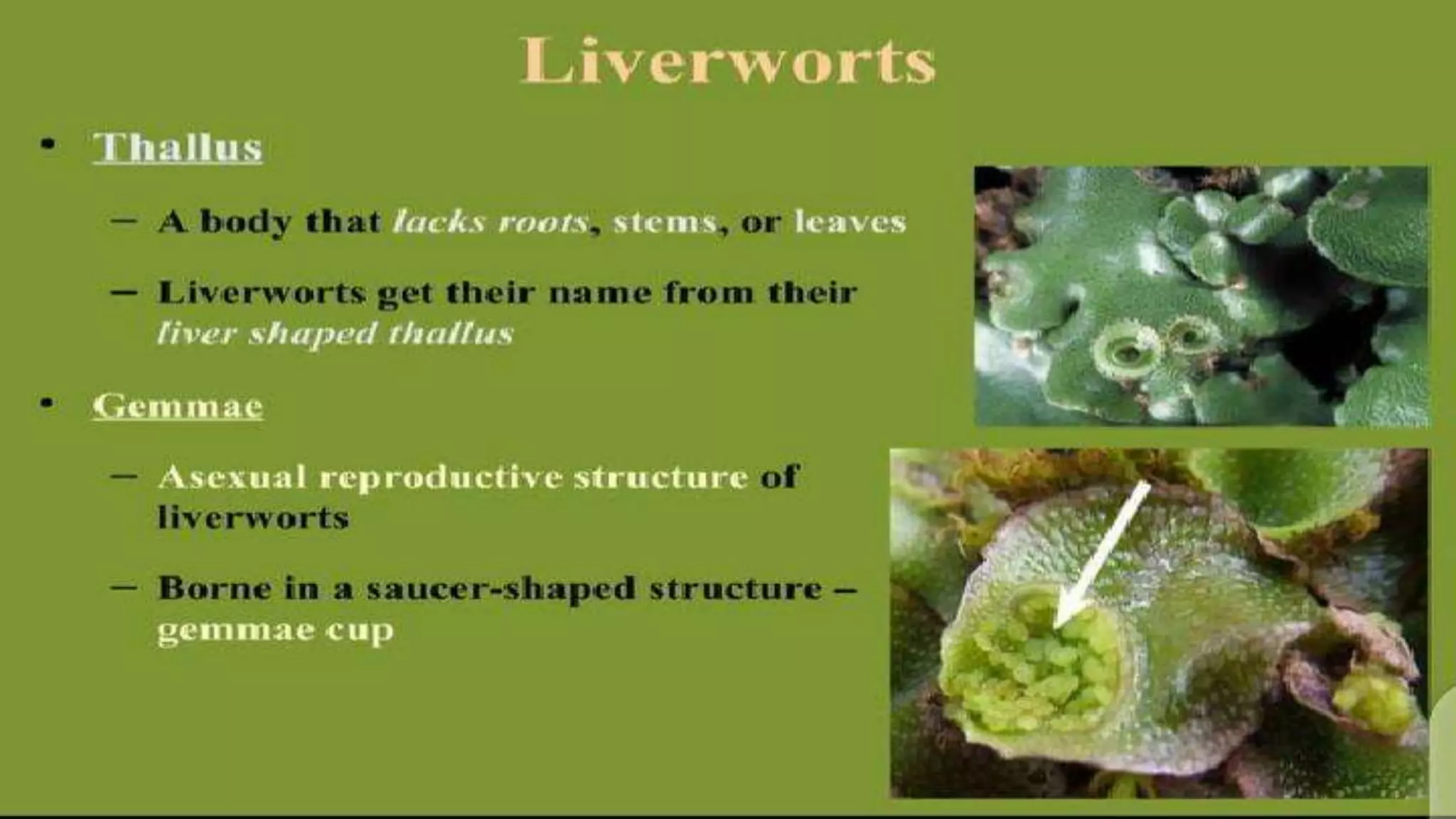 bryophytes | PPT
