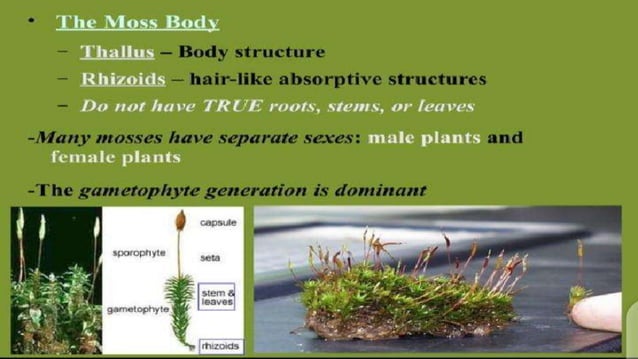bryophytes | PPT